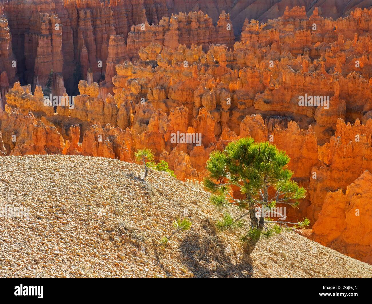Utah, Bryce Canyon Natonal Park. view of canyon with hoodoos Stock ...