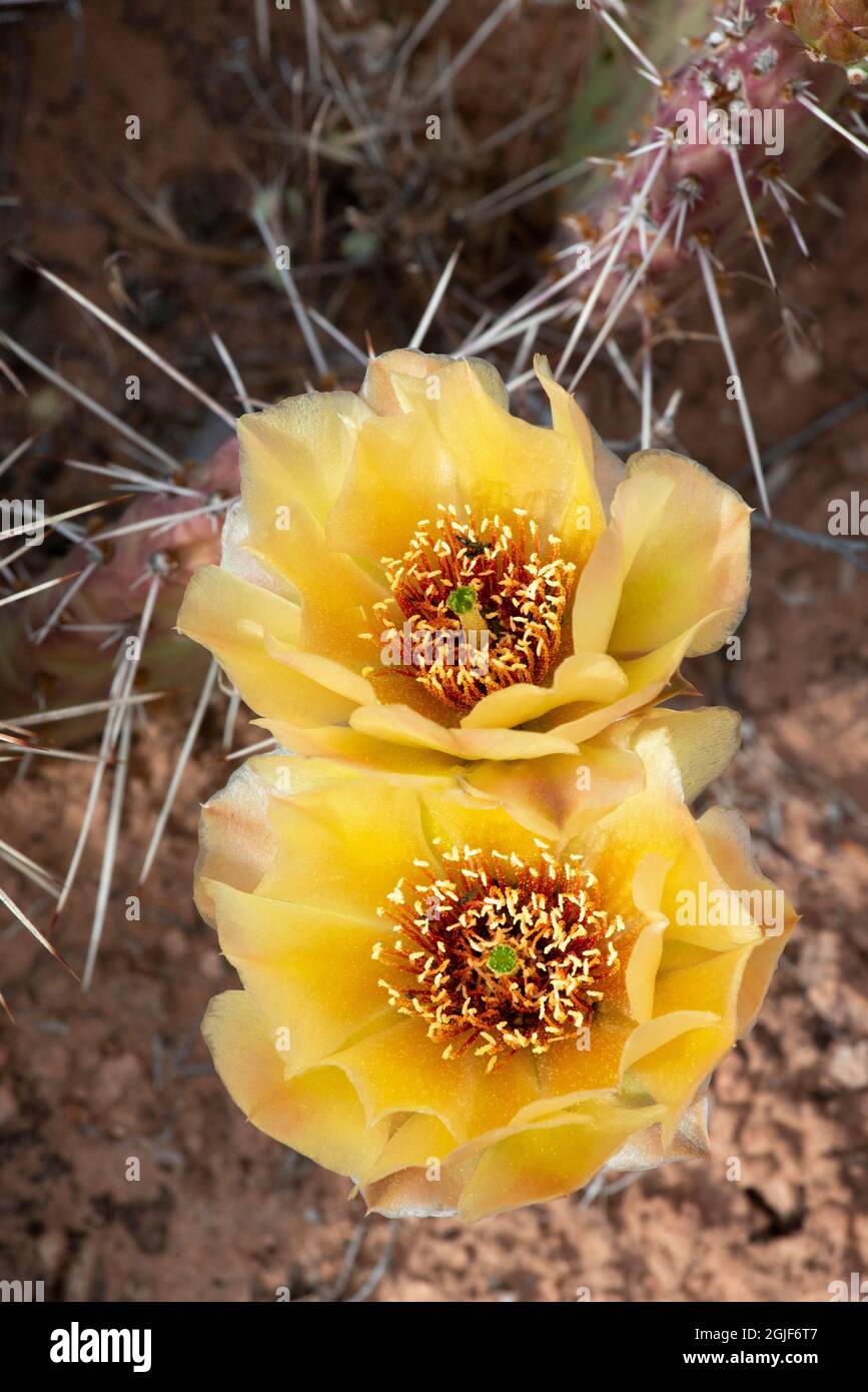 USA, Utah. Flowering Prickly Pear Cactus, Arches National Park Stock ...