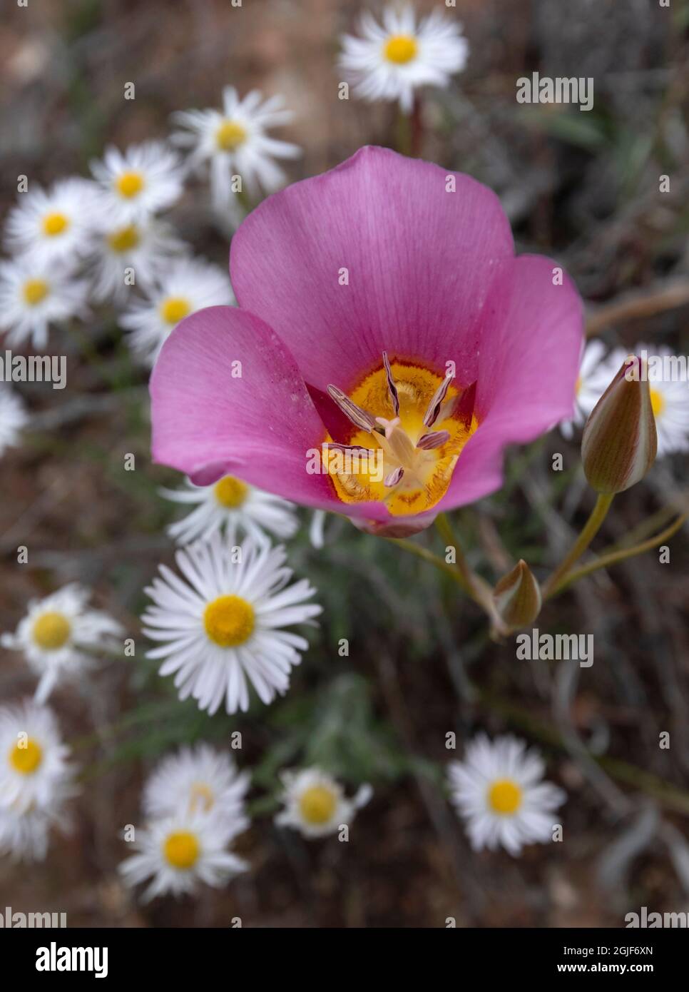 Sego lily flower hi-res stock photography and images - Alamy