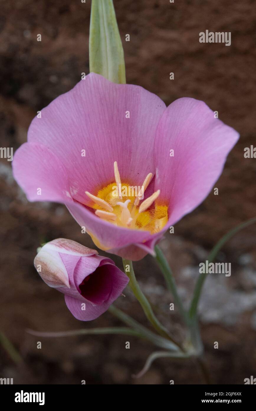 Sego lily flower hi-res stock photography and images - Alamy