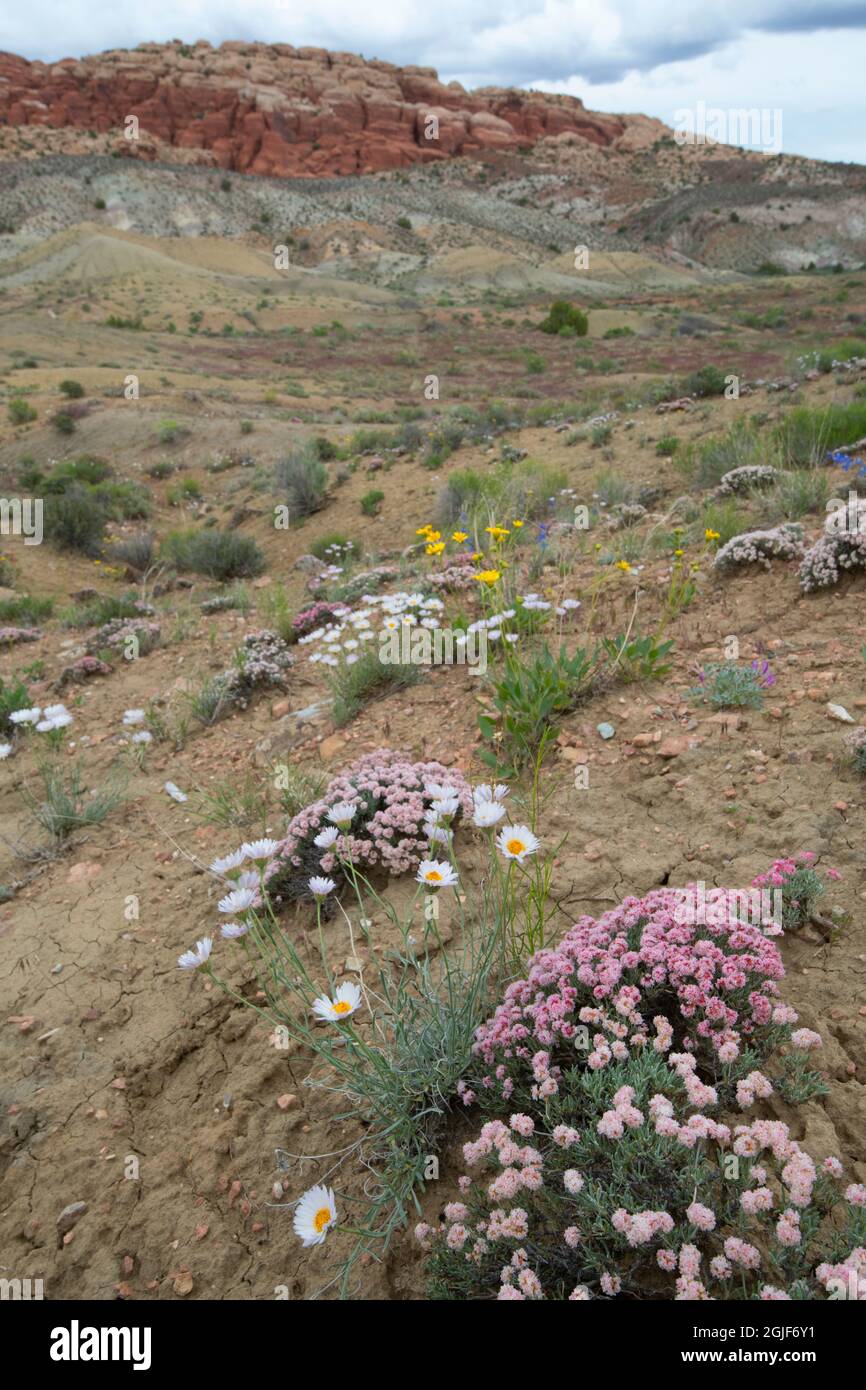 Utah Arches National Park Wildflowers High Resolution Stock Photography ...