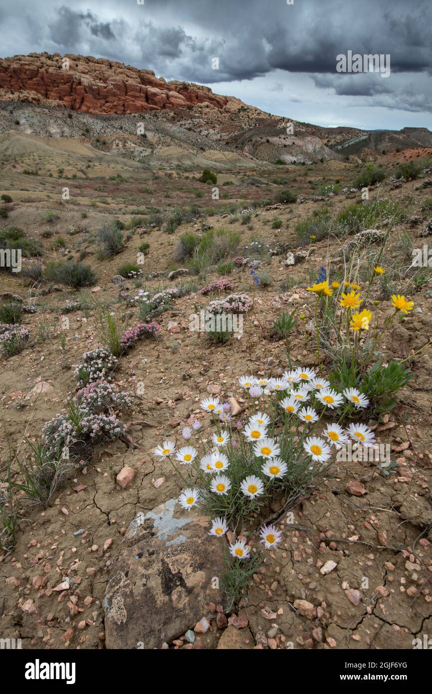 Utah Arches National Park Wildflowers High Resolution Stock Photography ...