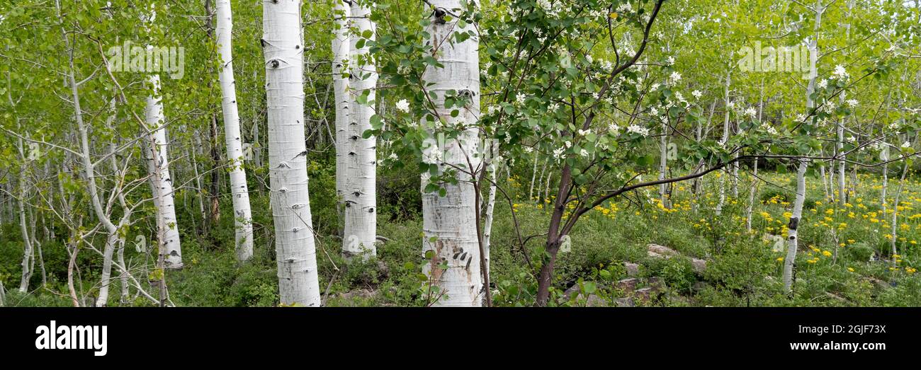 USA, Utah. Aspen (Populus sp.) and blooming Utah Serviceberry ...
