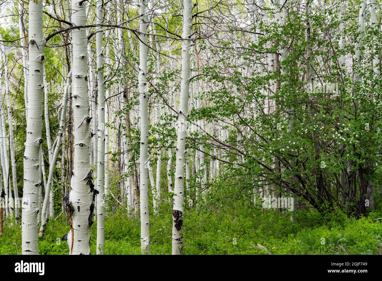 USA, Utah. Aspen (Populus sp.) and blooming Utah Serviceberry ...