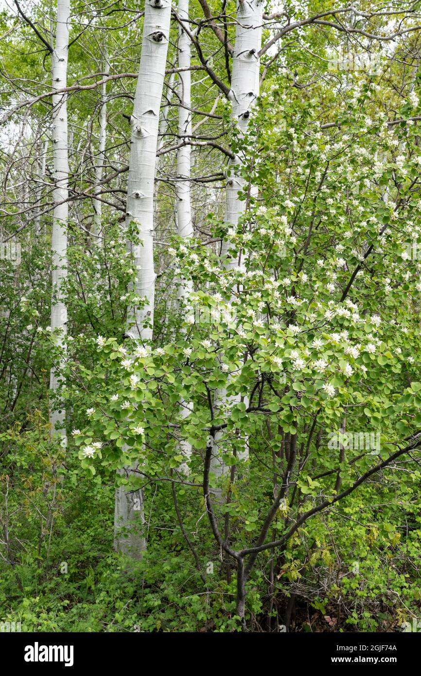 USA, Utah. Aspen (Populus sp.) and blooming Utah Serviceberry ...