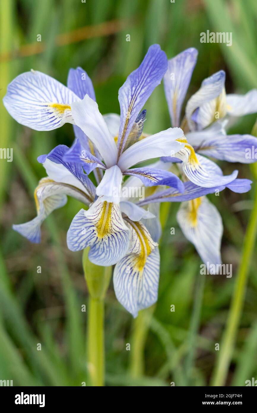 USA, Utah. Wild Iris (Iris missouriensus) in the Manti-La Sal National ...
