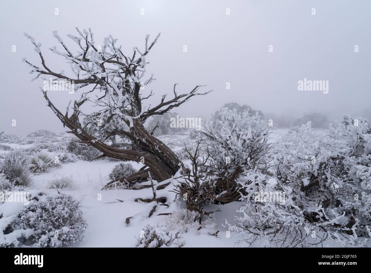 USA, Utah. Hoar frost covering a juniper on the edge of the canyon with ...