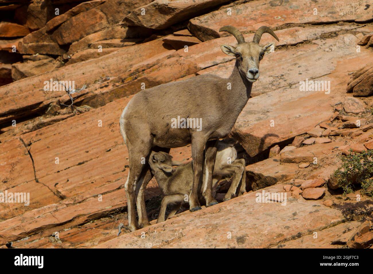 USA, Utah, Desert Bighorn sheep on the sandstone cliffs of Zion ...