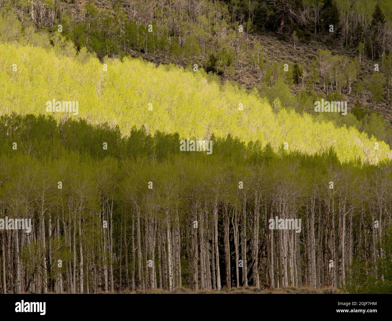 Aspen trees, spring, ancient Pando clone (estimated to be 80,000 years ...