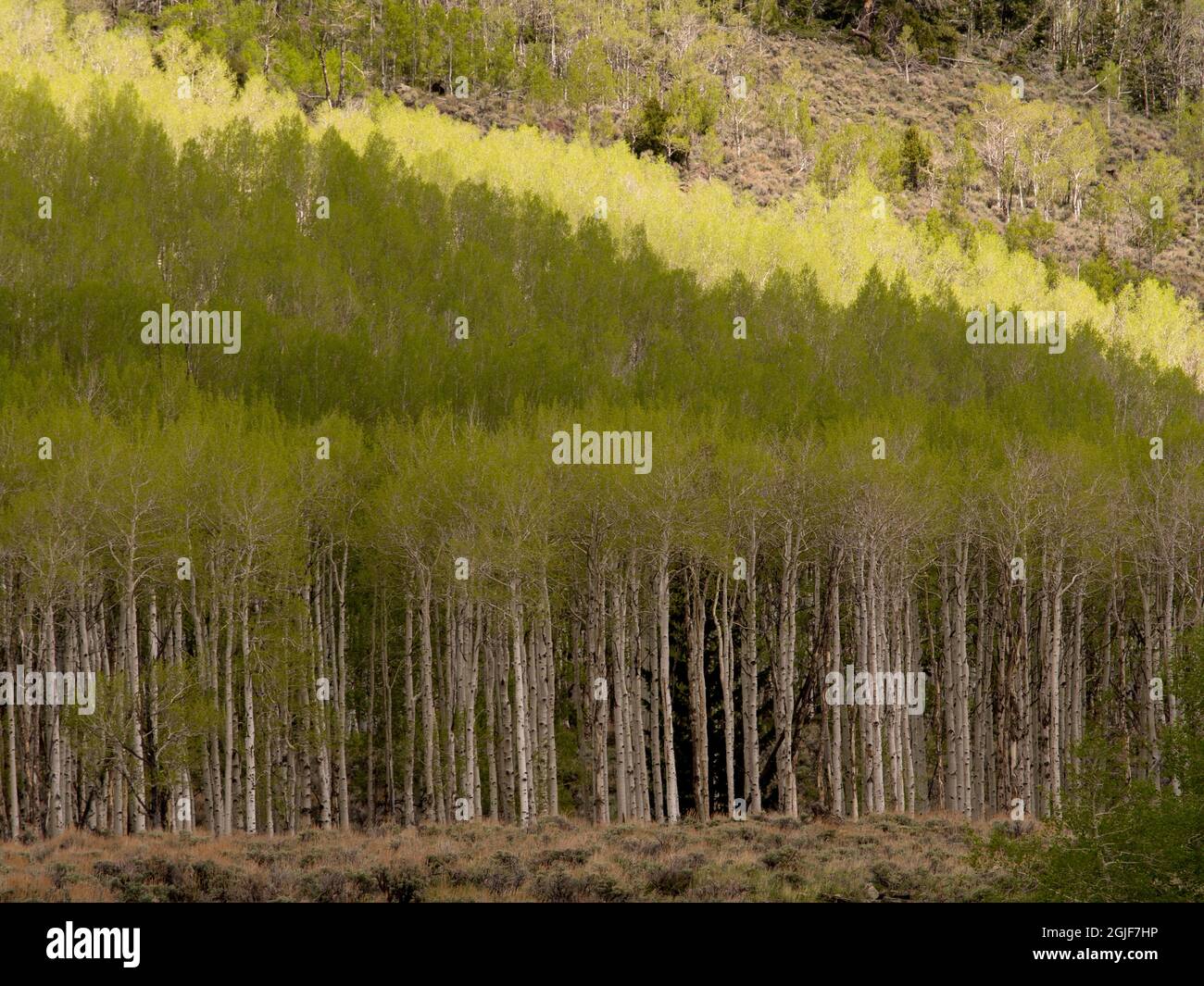 Aspen trees, spring, ancient Pando clone (estimated to be 80,000 years ...