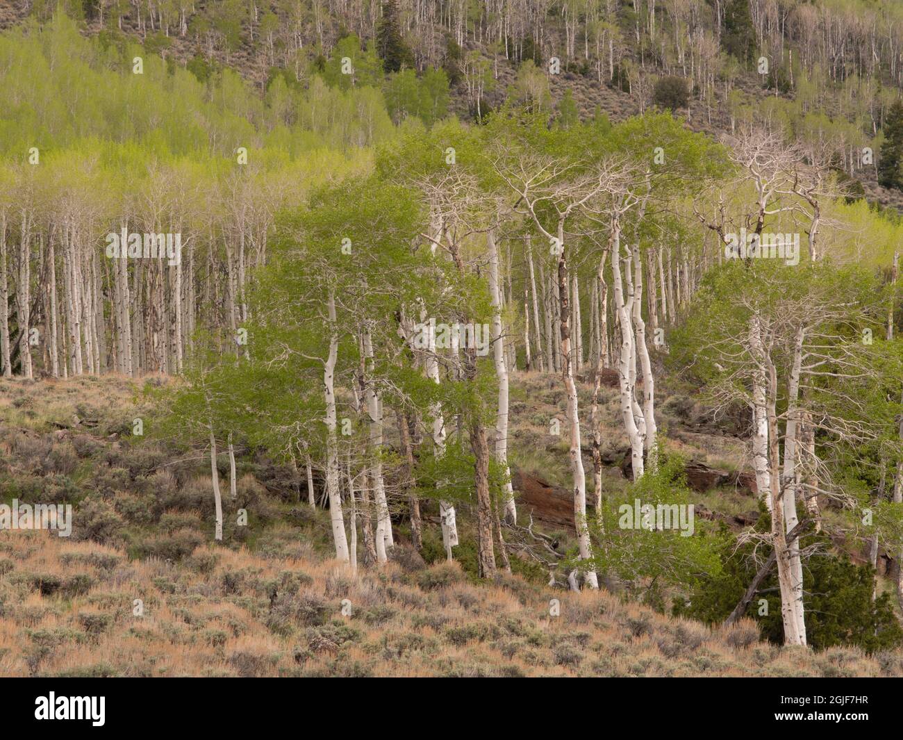 Aspen trees, spring, ancient Pando clone (estimated to be 80,000 years ...