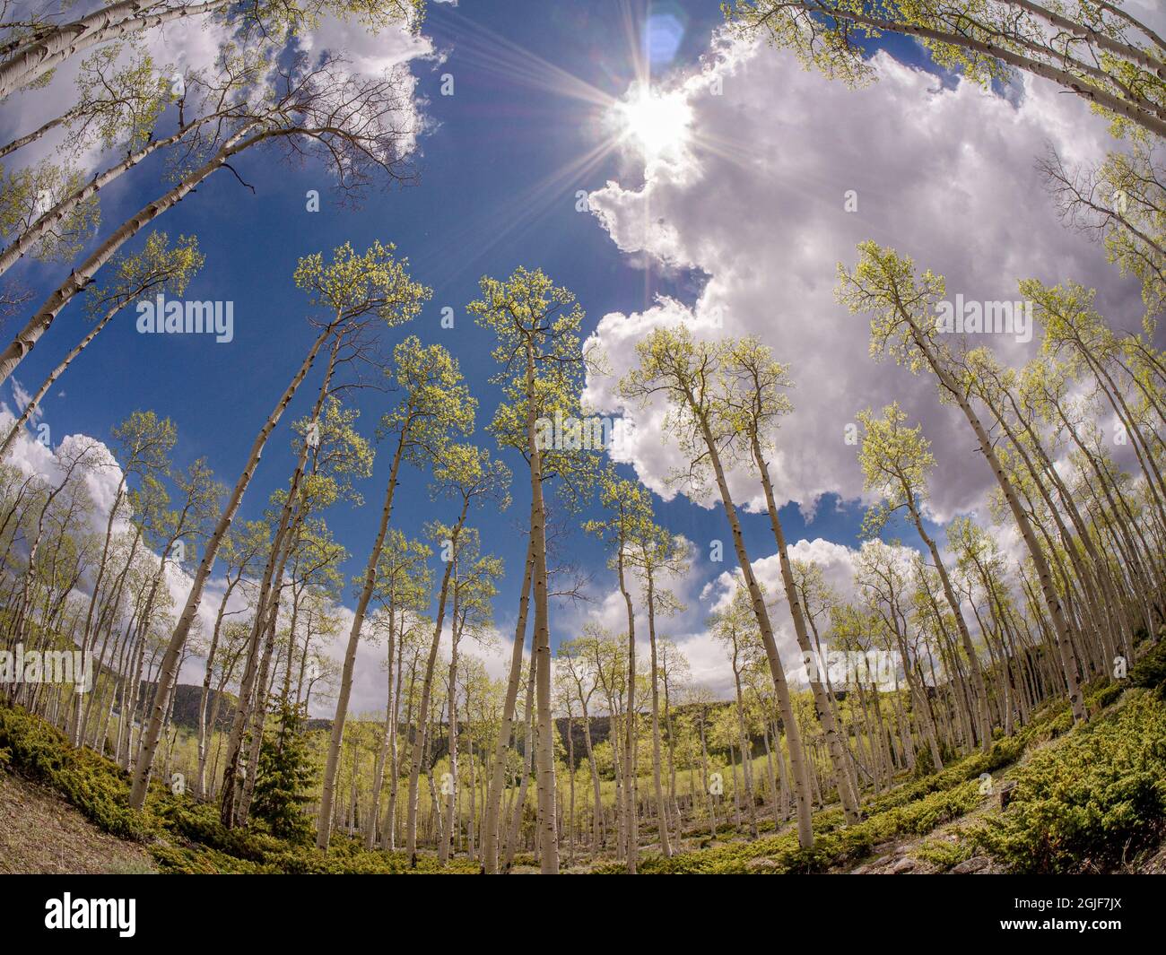 Aspen trees, spring, ancient Pando clone (estimated to be 80,000 years ...