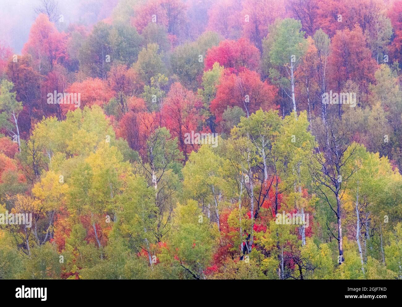 Aspen and maples hi-res stock photography and images - Alamy
