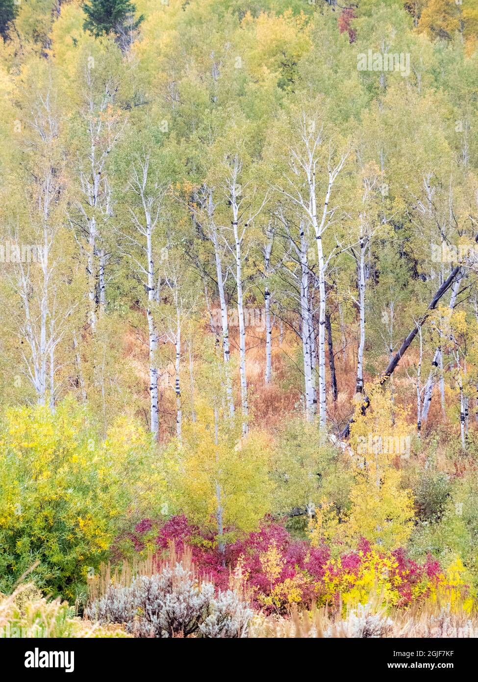 USA, Utah, Logan Pass with Aspen and Dogwood along Logan river Autumn ...