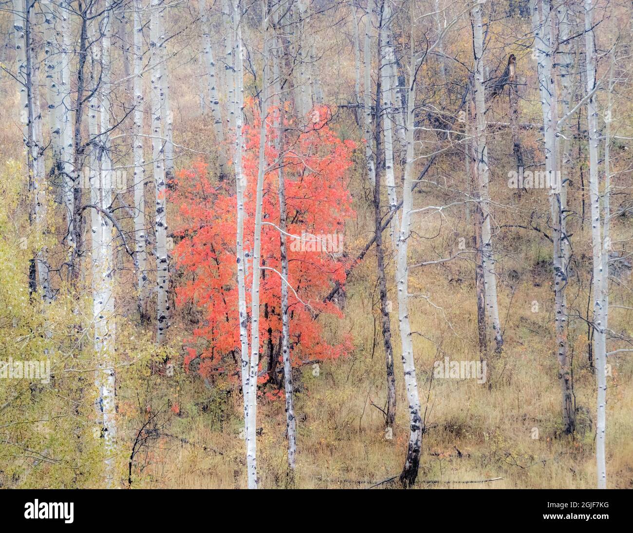 USA, Utah, Logan Pass with Aspen and Maples in Fall Color Stock Photo ...