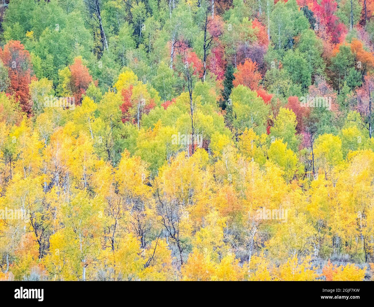 USA, Utah, Logan Pass with Aspen and Maples in Fall Color Stock Photo ...