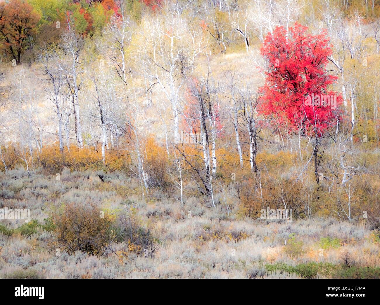 USA, Utah, Logan Pass with Aspen and Maples in Fall Color Stock Photo ...