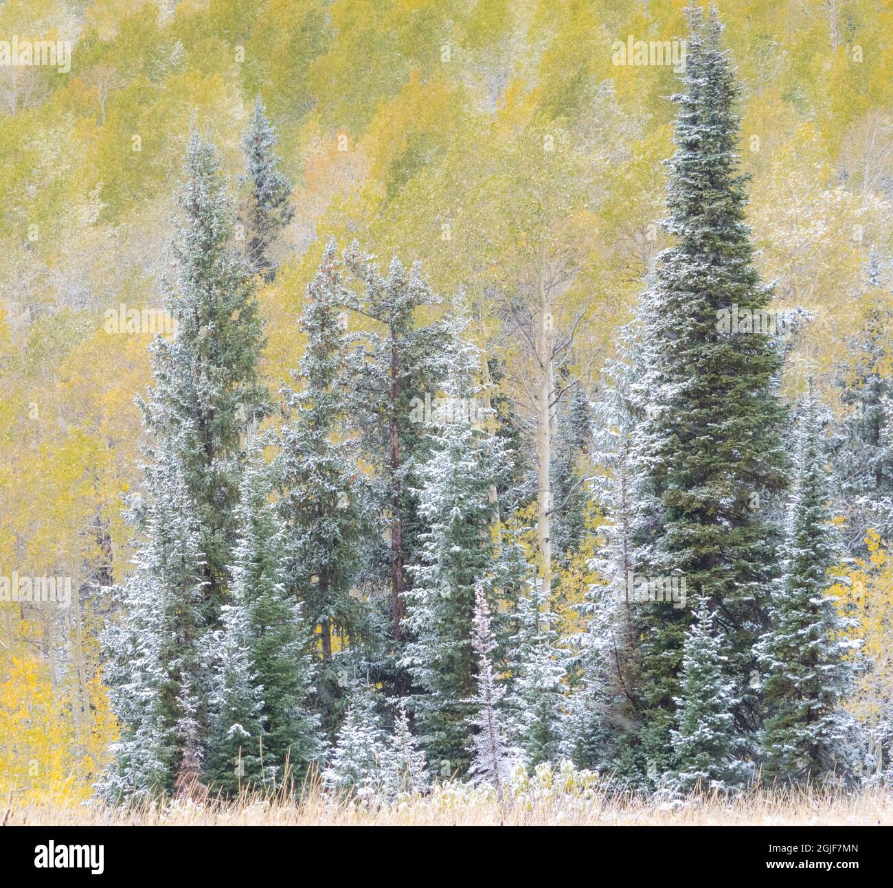USA, Utah, Wasatch Mountain Range fresh autumn snows, Aspens and ...