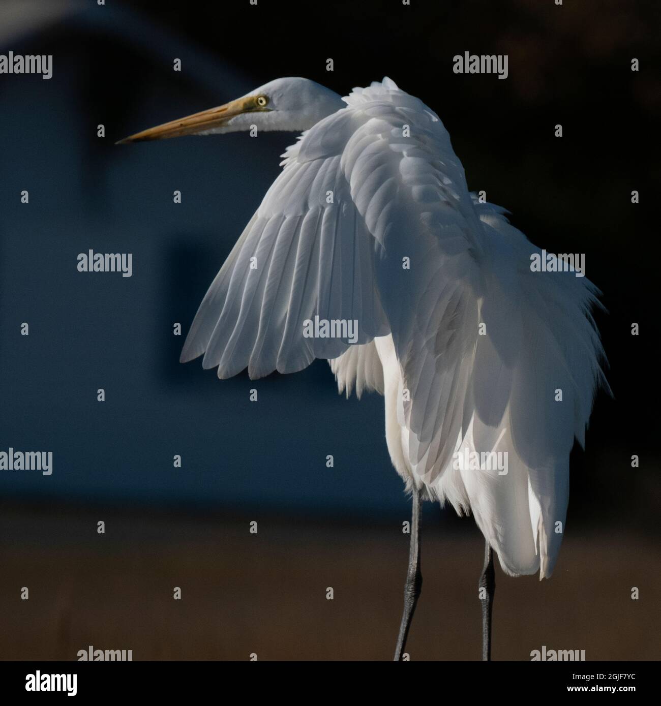 Bird, White Egret, wings extended Stock Photo - Alamy