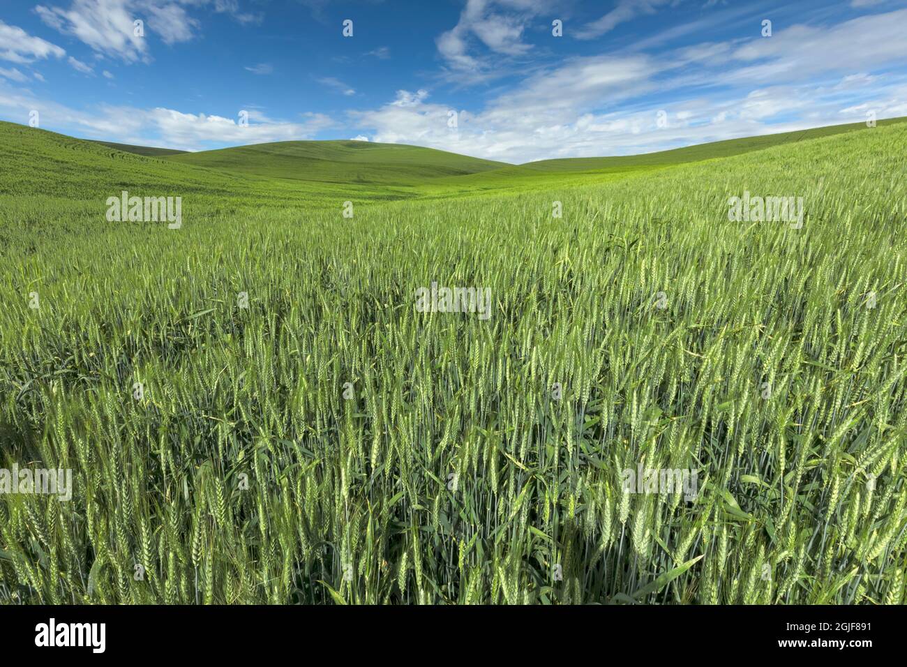 Rolling hills palouse hi-res stock photography and images - Alamy