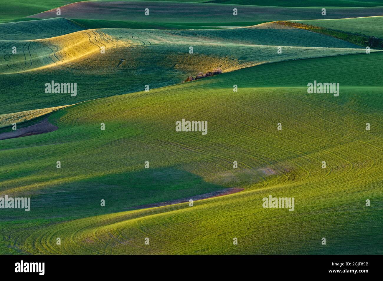 Pattern in rolling hills of the Palouse agricultural region of Eastern ...