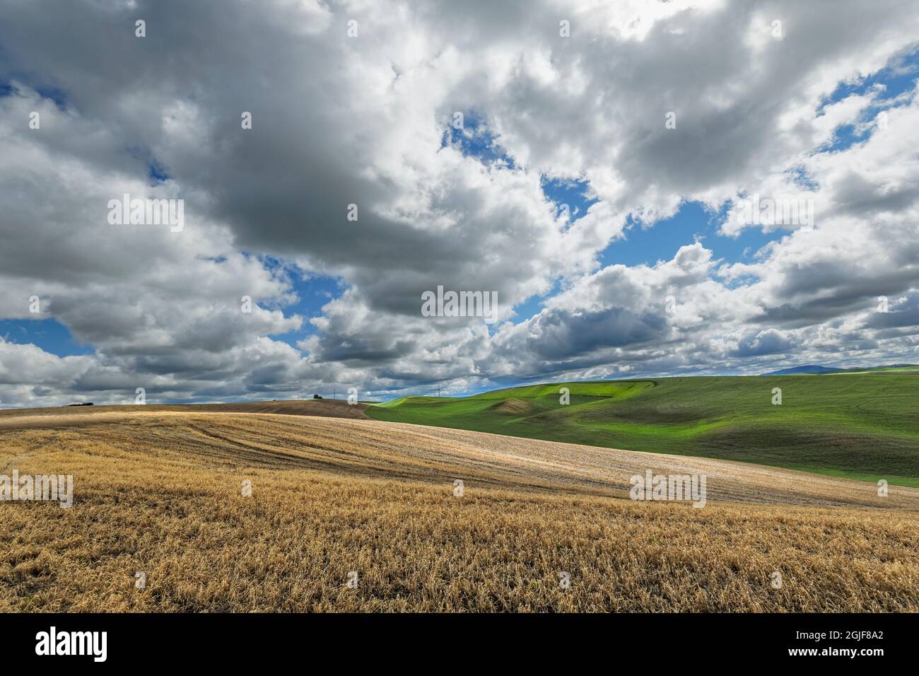 Expansive harvested wheat stubble and crop, Palouse agricultural region ...