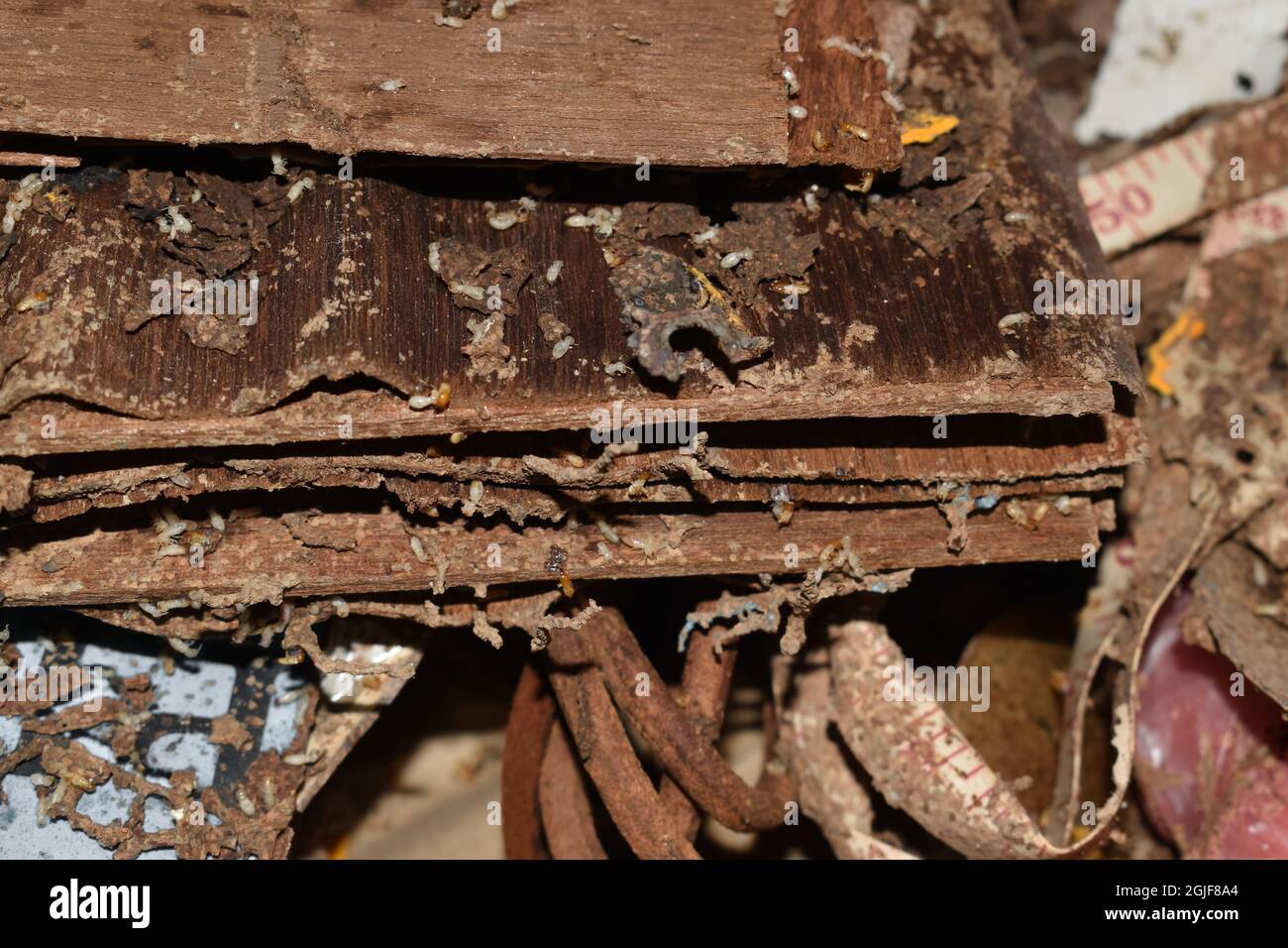 Wood layers damaged by a lot of termites. Dead termites Stock Photo - Alamy