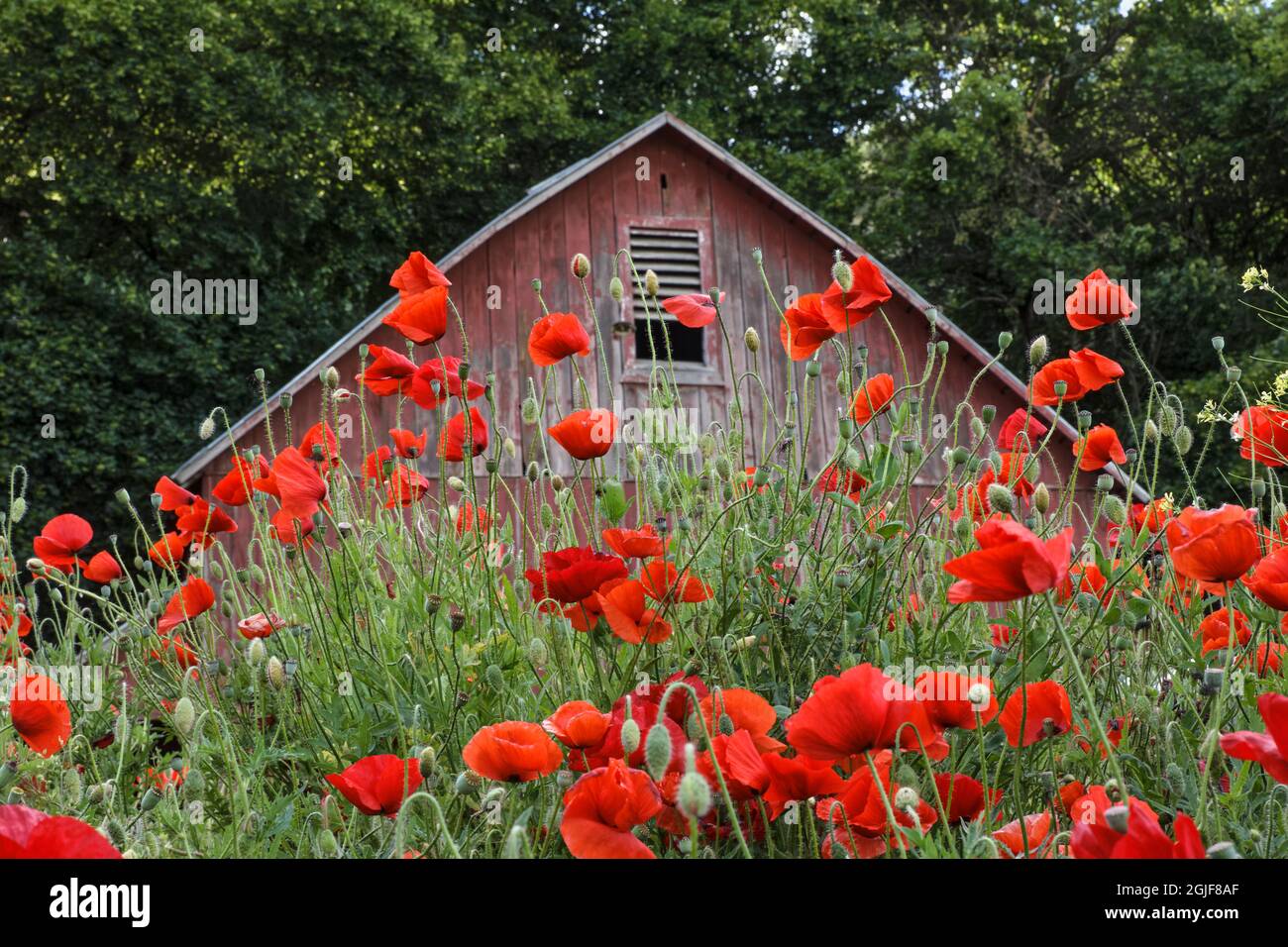 Red barn and poppy flowers, Palouse agricultural region of Eastern ...