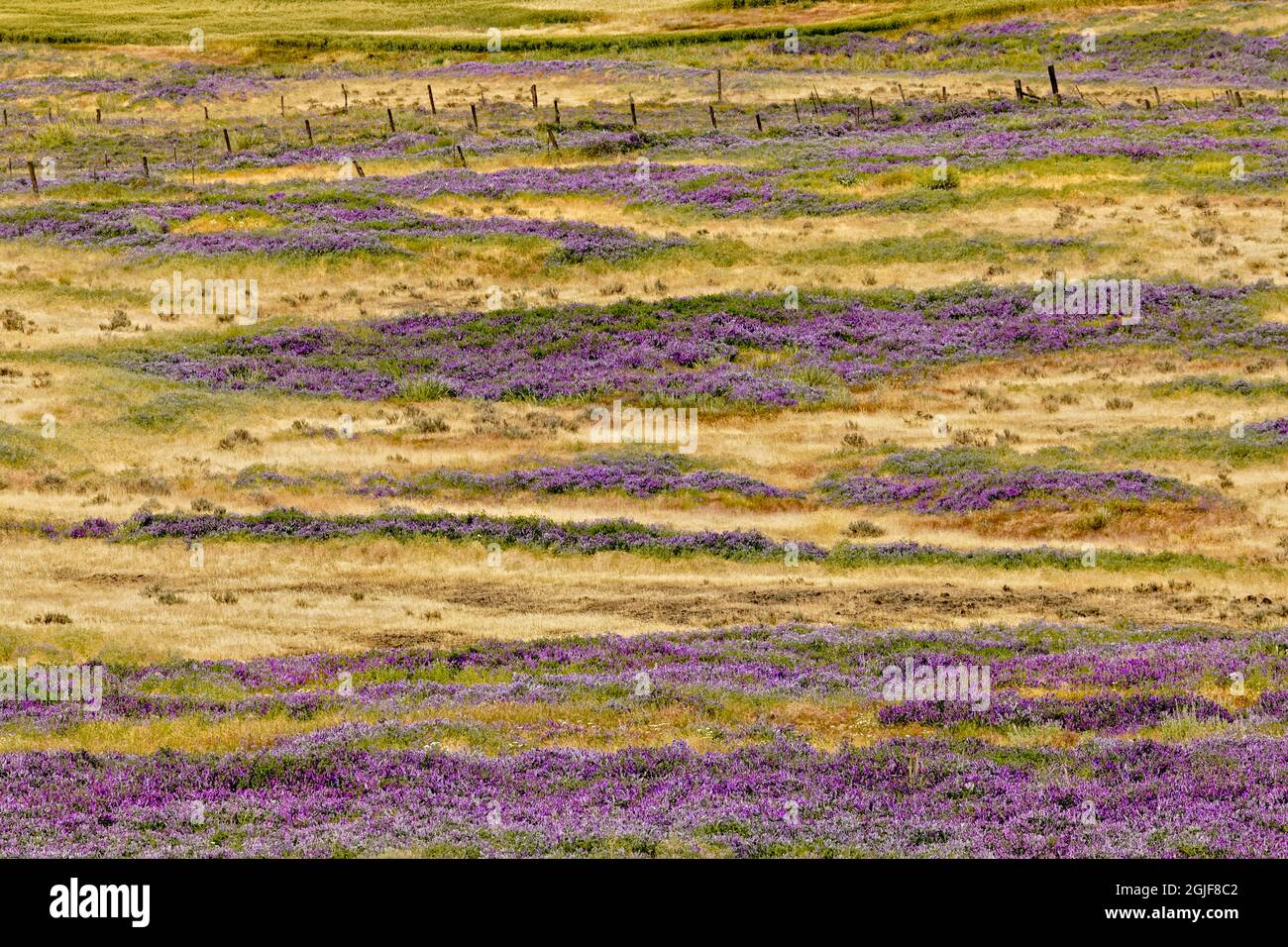 Large field of Bird Vetch on prairie near Palouse Falls State Stock ...