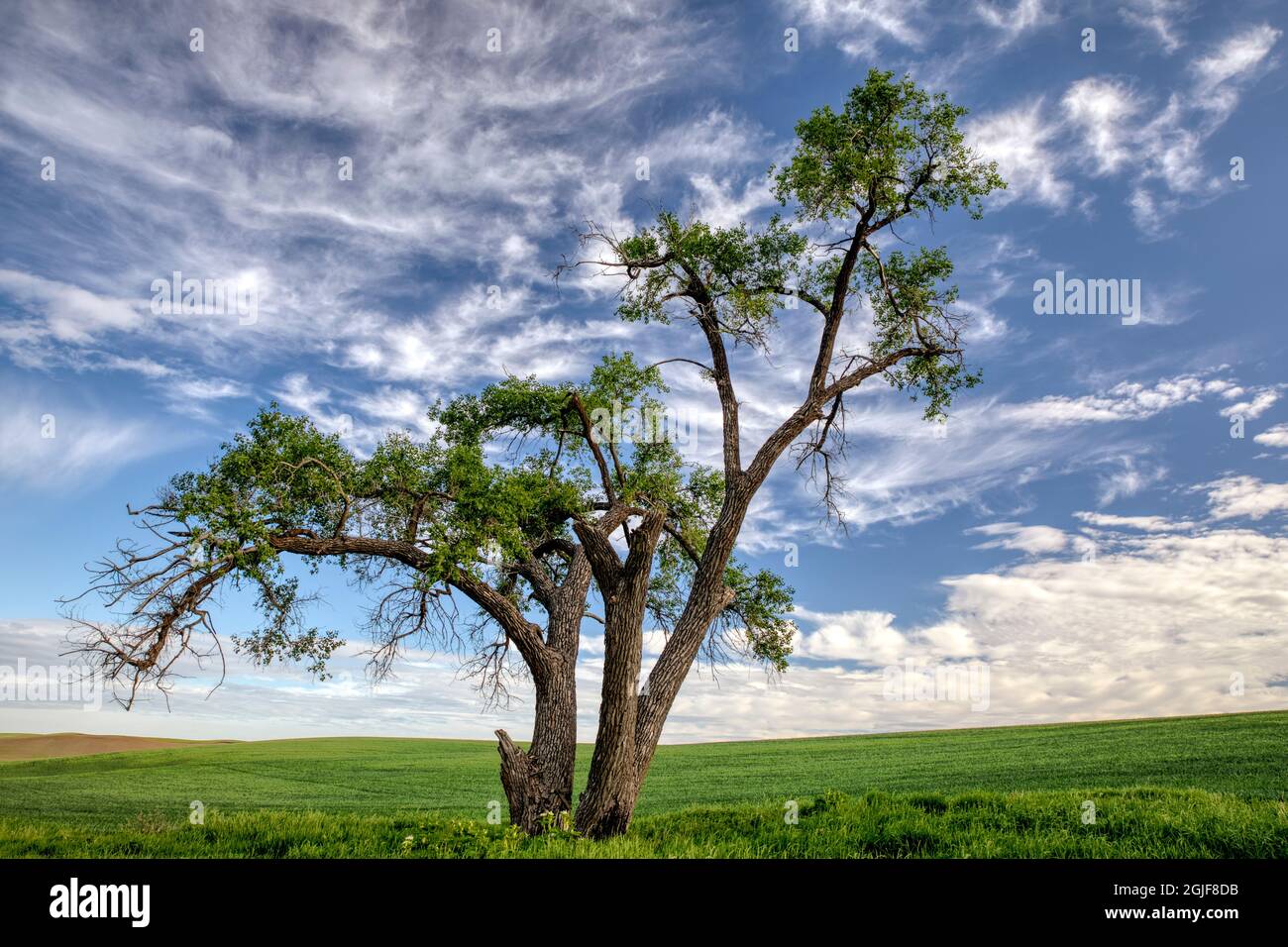 Rolling wheat field palouse hi-res stock photography and images - Alamy
