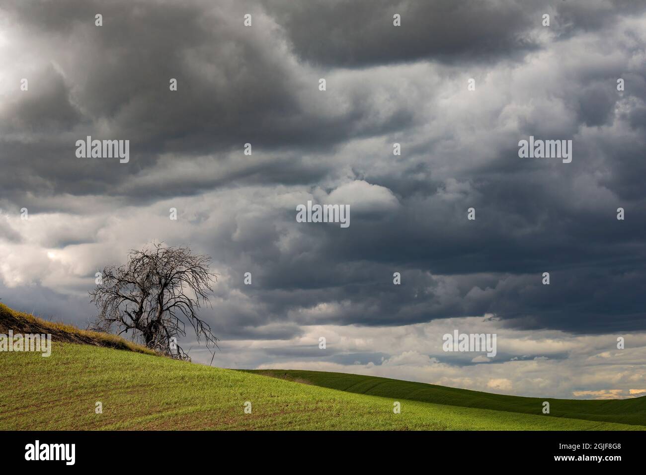 Single tree and storm clouds, Palouse region of eastern Washington Stock Photo - Alamy
