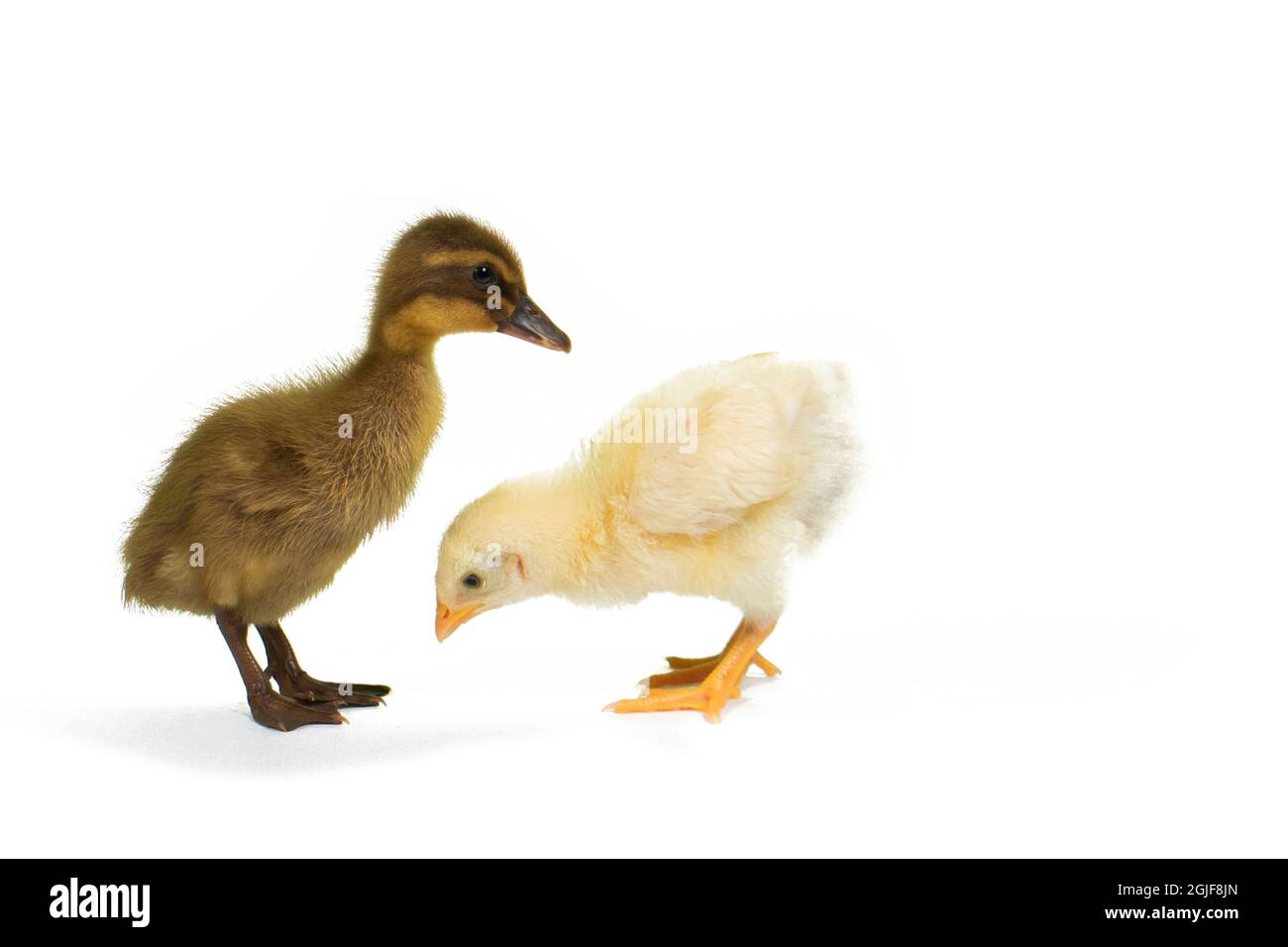 Birth, animals, cute Cut Out Stock Images & Pictures - Alamy