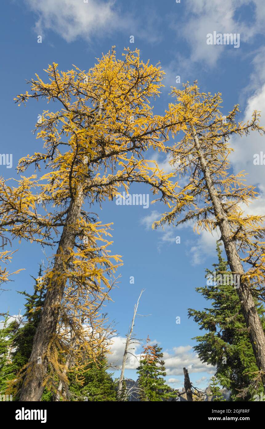 Alpine Larches (Larix lyallii) in autumn color. North Cascades ...