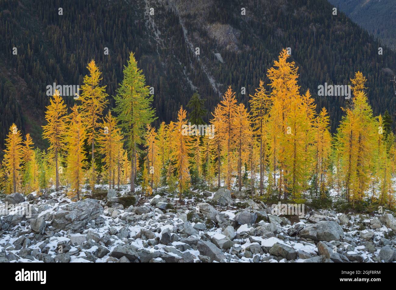 Alpine Larches (Larix lyallii) in autumn color. North Cascades ...