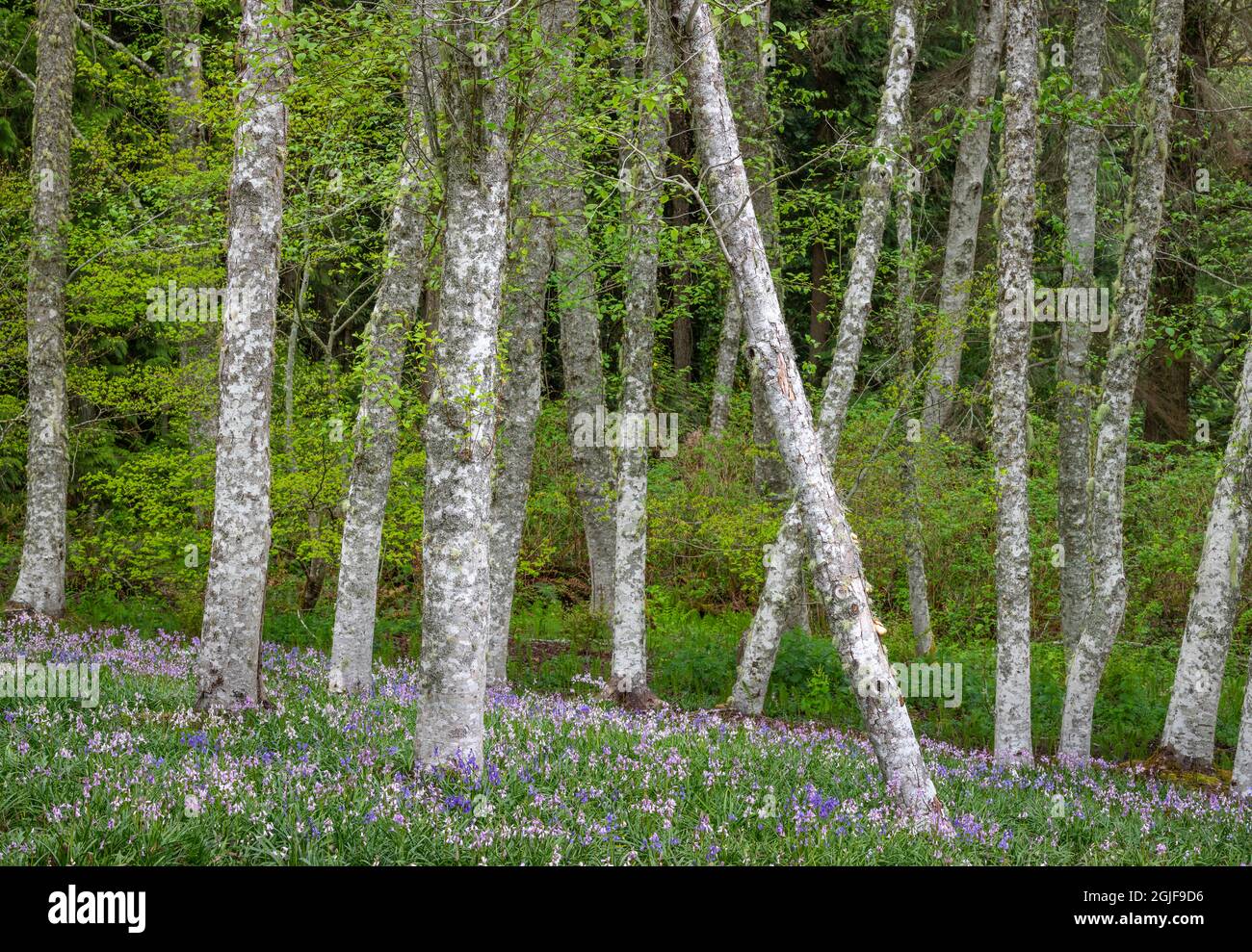 Alder gallery hi-res stock photography and images - Alamy