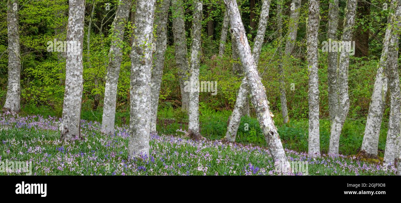 Alder gallery hi-res stock photography and images - Alamy