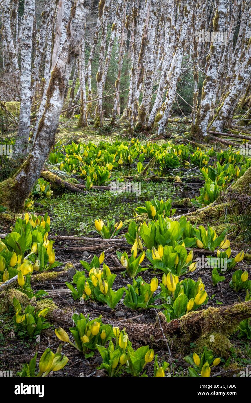 Alder gallery hi-res stock photography and images - Alamy