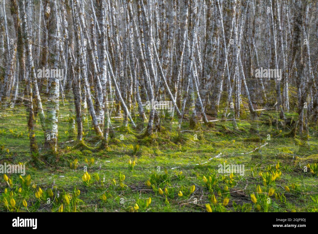 Alder gallery hi-res stock photography and images - Alamy