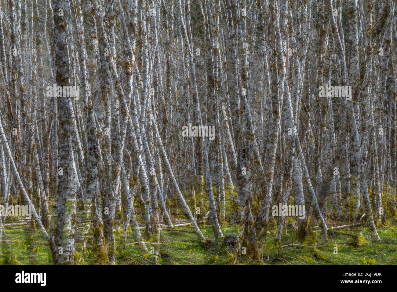 Alder gallery hi-res stock photography and images - Alamy