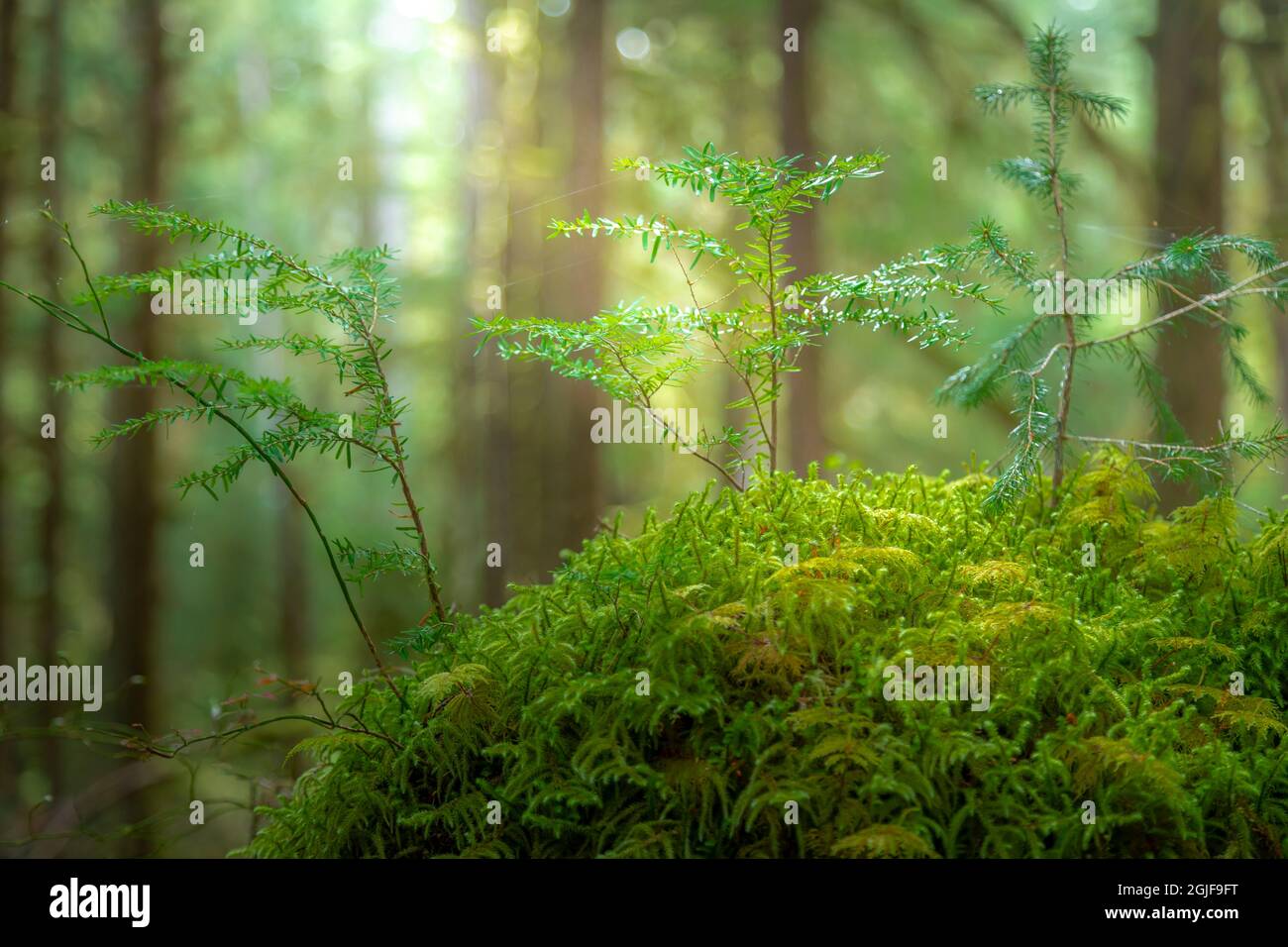Hemlock log hi-res stock photography and images - Alamy