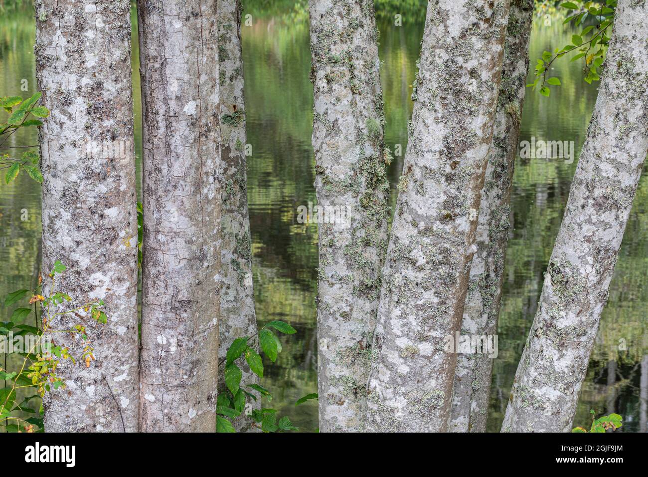 Alder gallery hi-res stock photography and images - Alamy