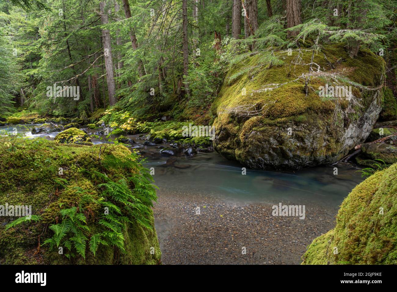 USA, Washington State, Olympic National Park. Dungeness River landscape ...