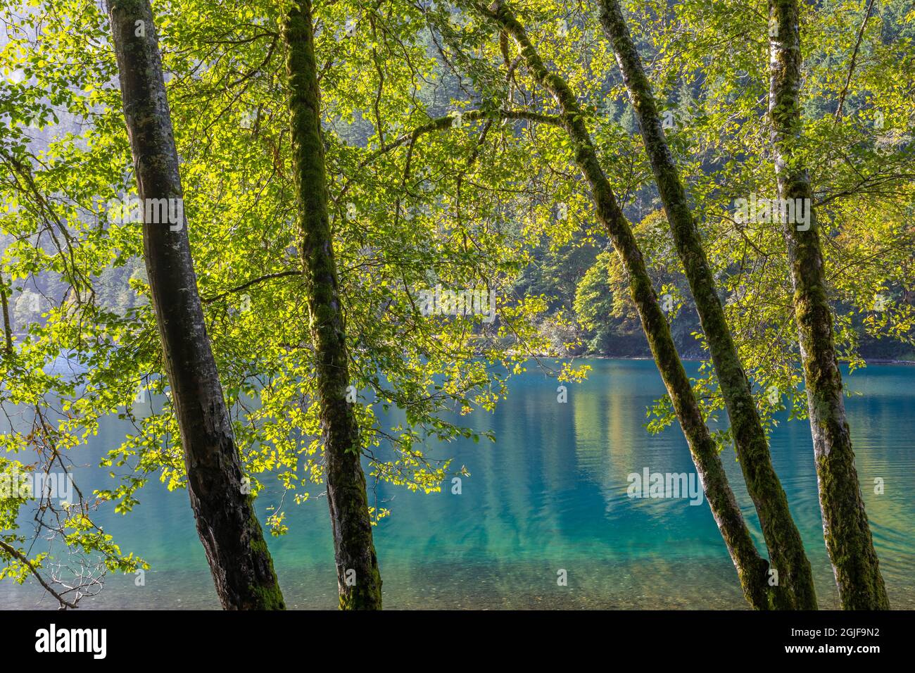 Alder gallery hi-res stock photography and images - Alamy
