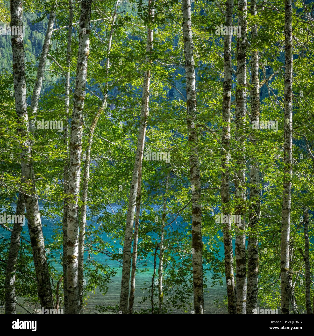 Alder Trees on Lake Shore, Washington, Olympic National Park, Lake ...