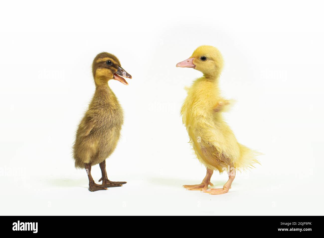 Birth, animals, cute Cut Out Stock Images & Pictures - Alamy