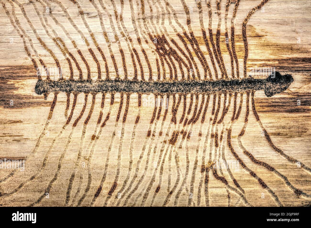 USA, Washington State, Seabeck. Bark beetle trail patterns in wood ...