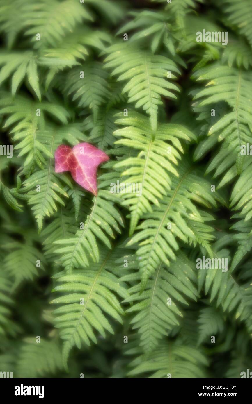 Licorice fern hi-res stock photography and images - Alamy