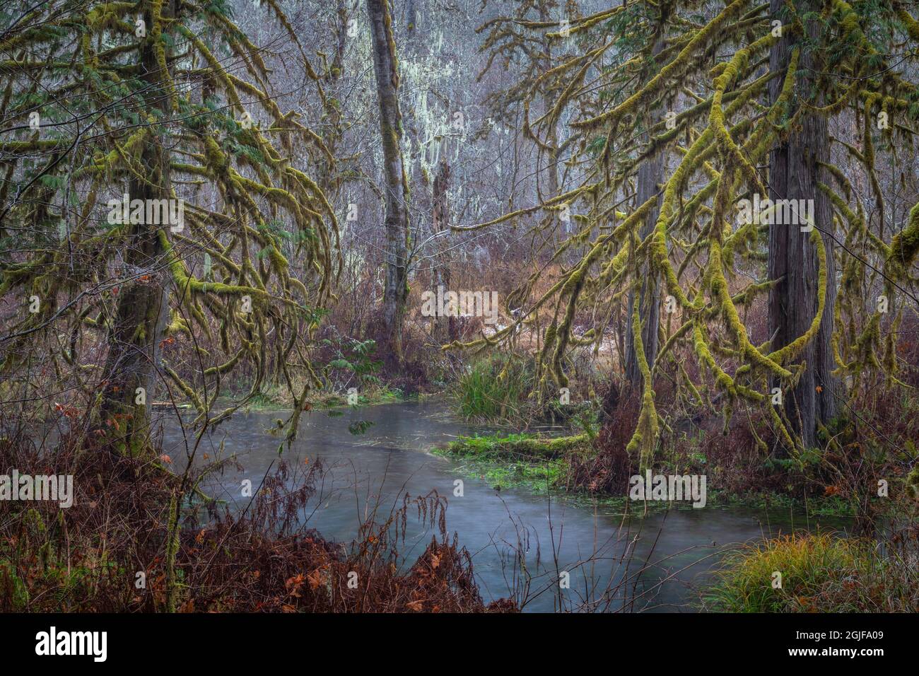 Western red cedar trees hi-res stock photography and images - Alamy