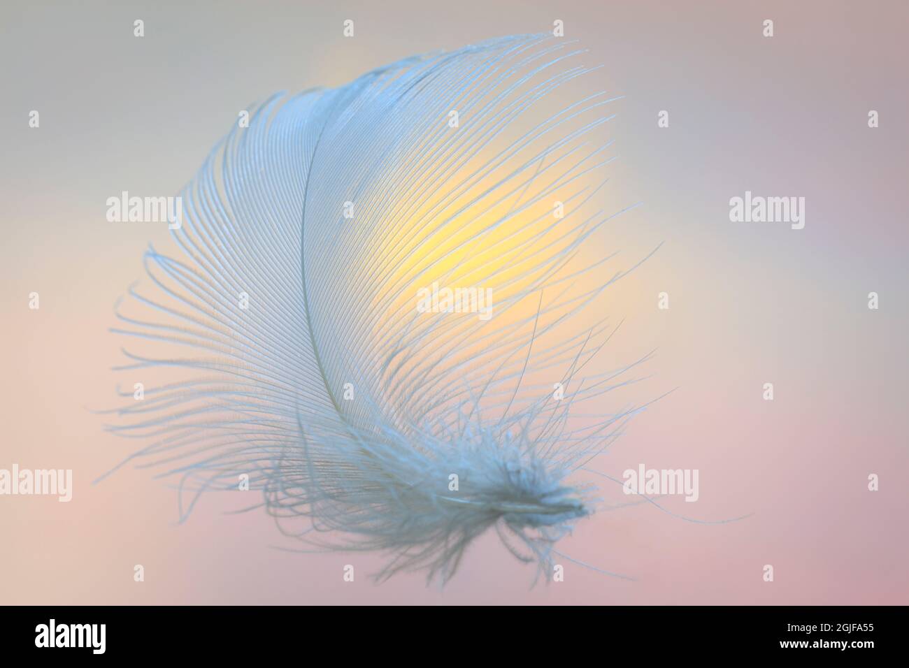 Falling feather hi-res stock photography and images - Alamy