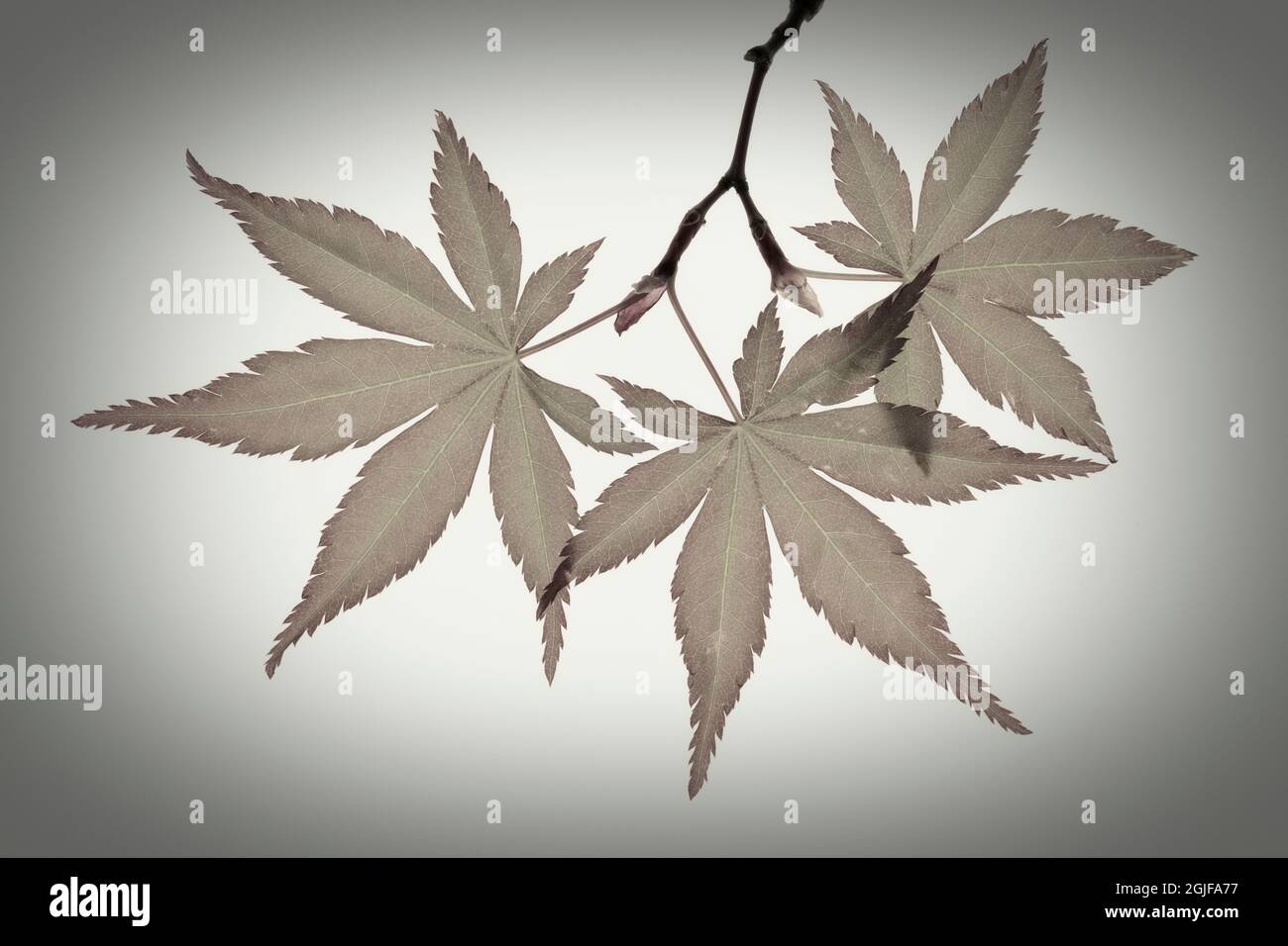 Black and white japanese maple hi-res stock photography and images - Alamy